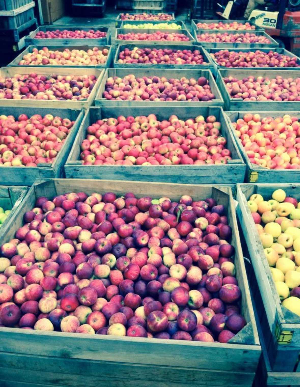 100 Years of Mapleside | Our Story Since 1927 | Mapleside Farms