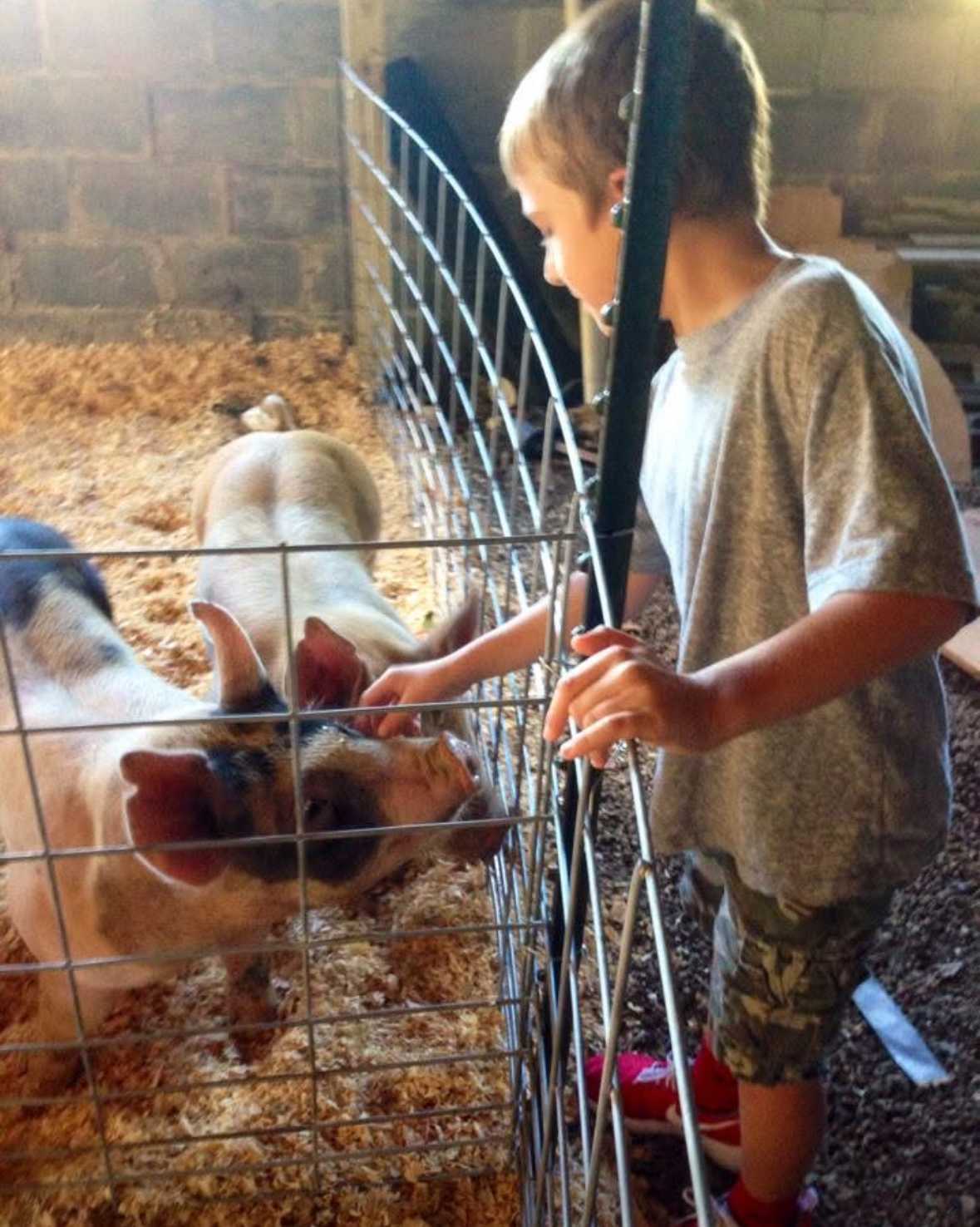 100 Years of Mapleside | Our Story Since 1927 | Mapleside Farms